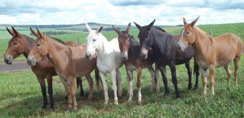 The General Muleteer: Publius Ventidius Bassus